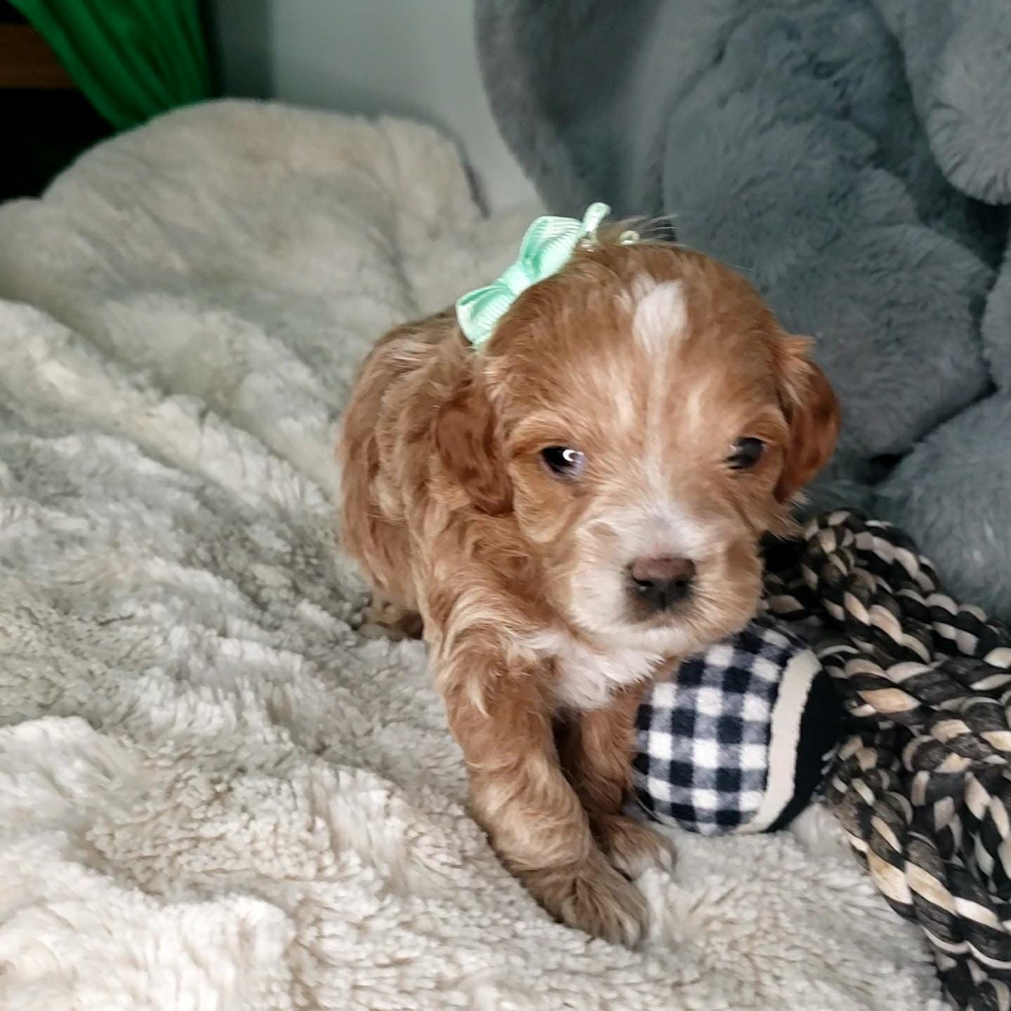 Hazlenut - Micro Cavapoo Girl - Cavapoo puppies for sale