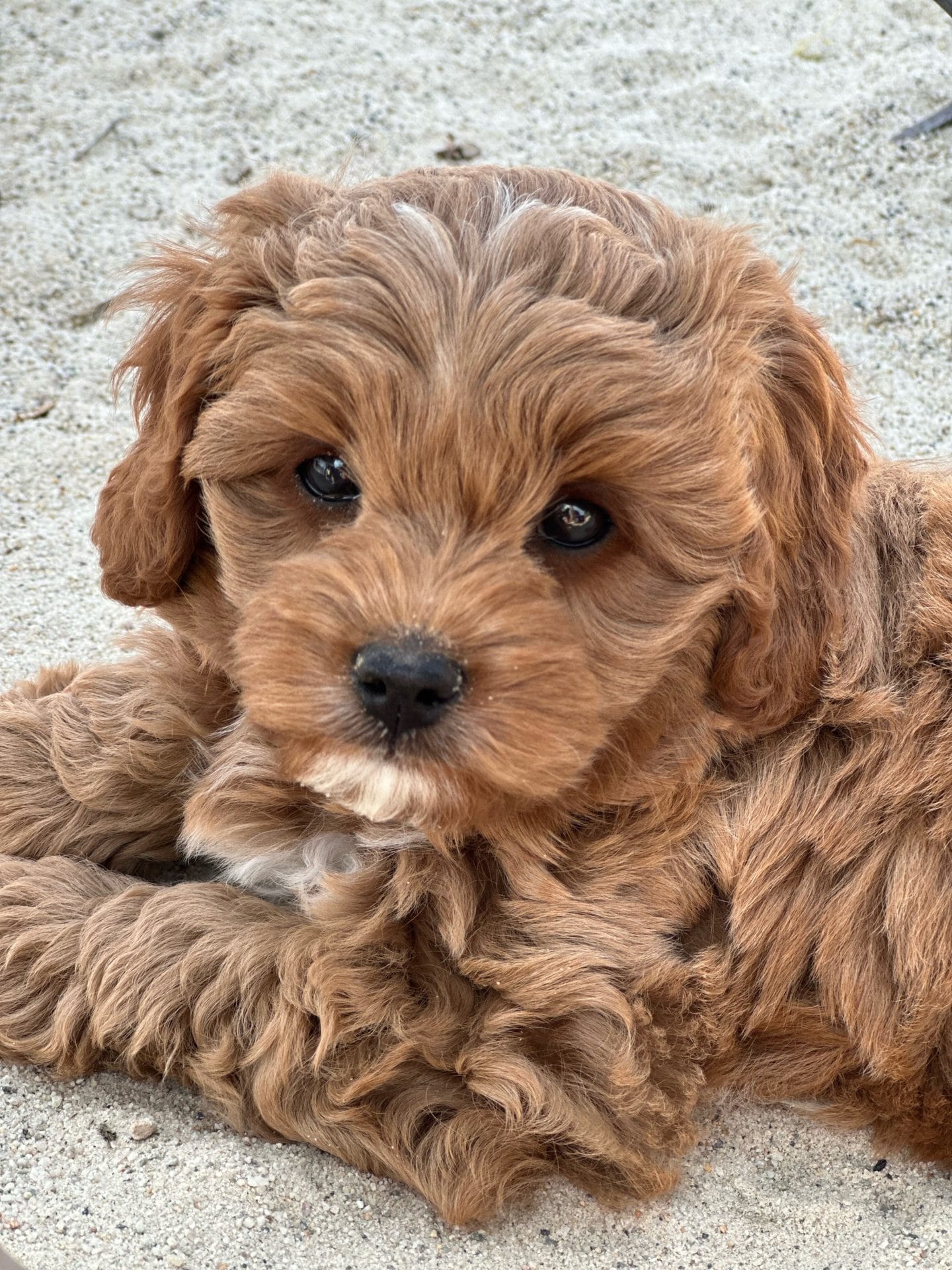 Bob - F1B Toy Cavapoo Boy - Cavapoo puppies for sale