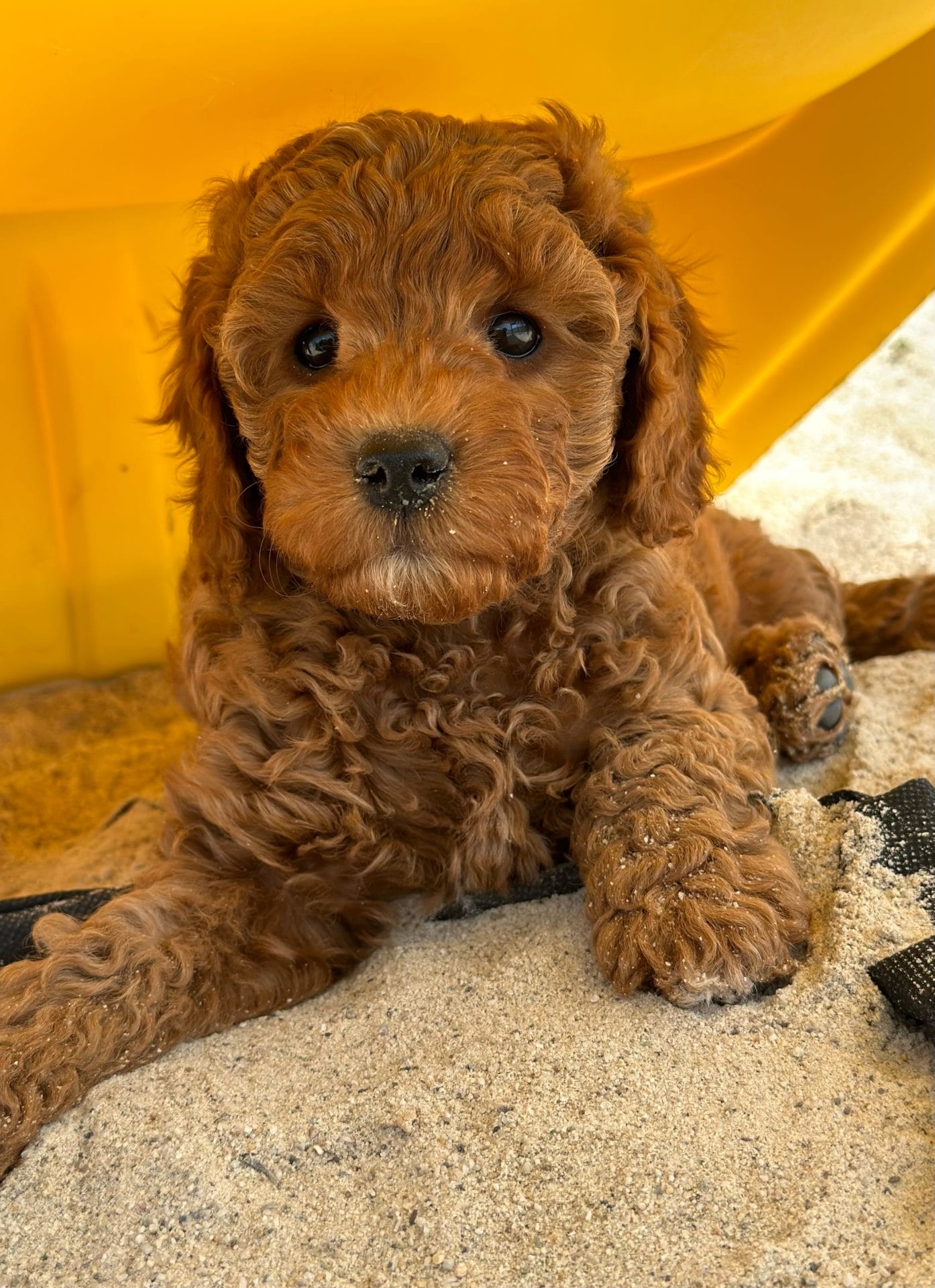 Spook - F1B Toy Cavapoo Boy - Cavapoo puppies for sale