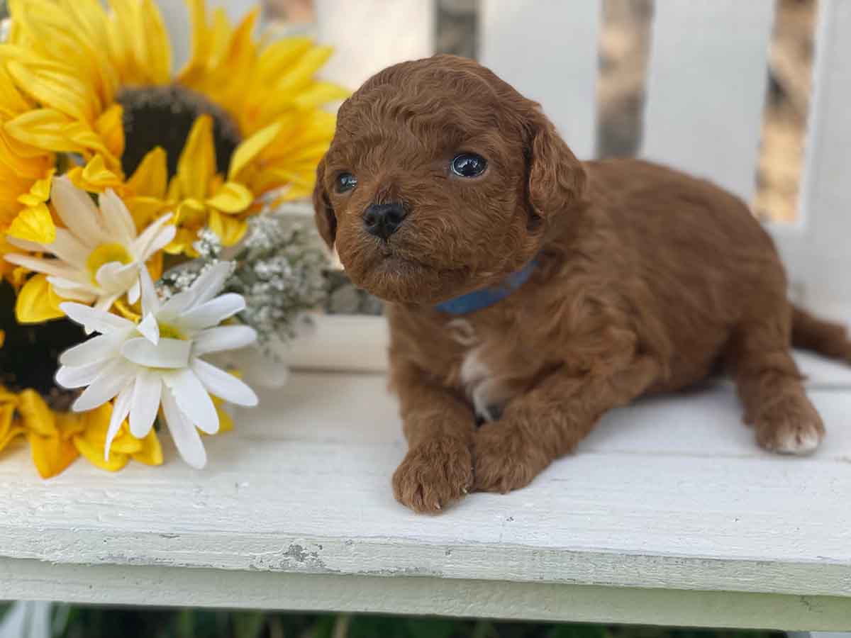 Triton - Micro Goldendoodle Boy - 5 to 10 lbs nonshed