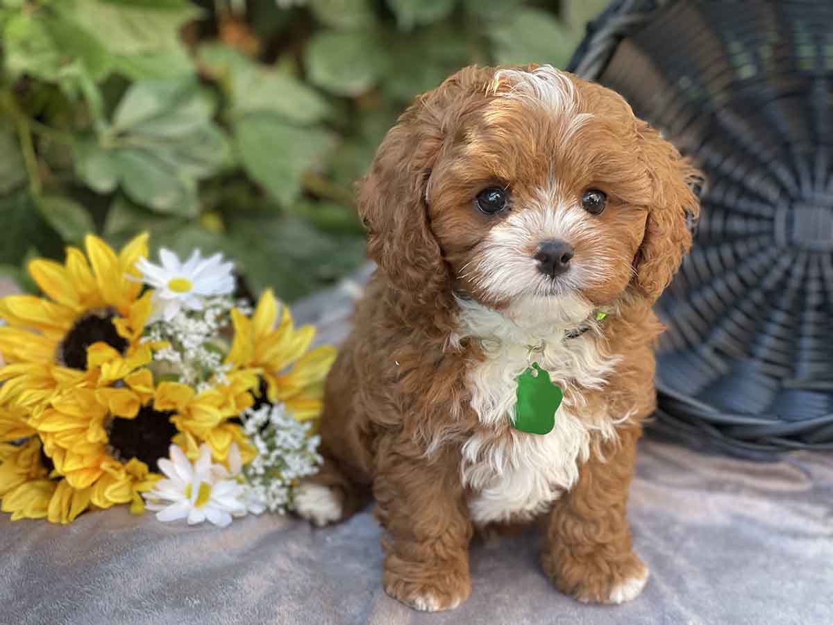 Maverick - Teacup Cavapoo Boy - 7-15lb Cavapoo puppies for sale