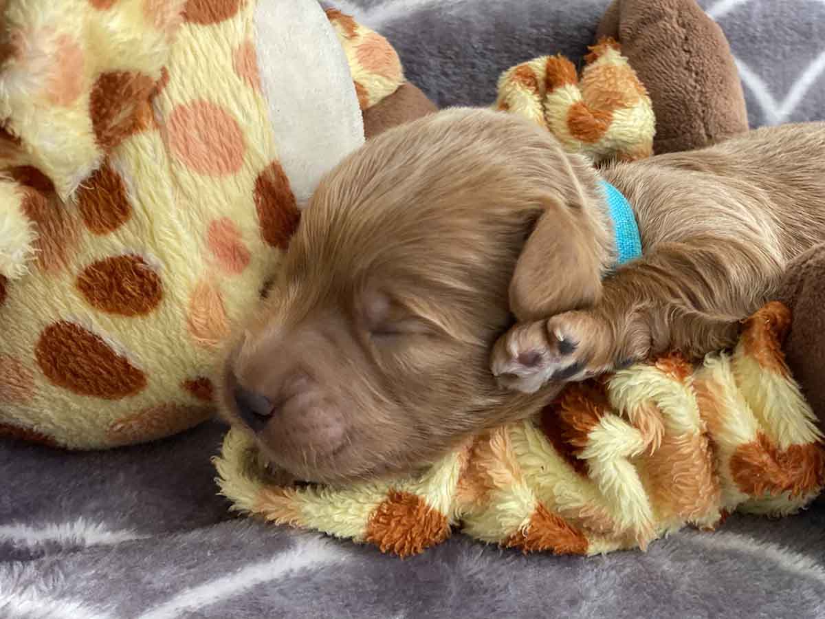 Perry - Teacup Goldendoodle Boy - Goldendoodle puppy for sale