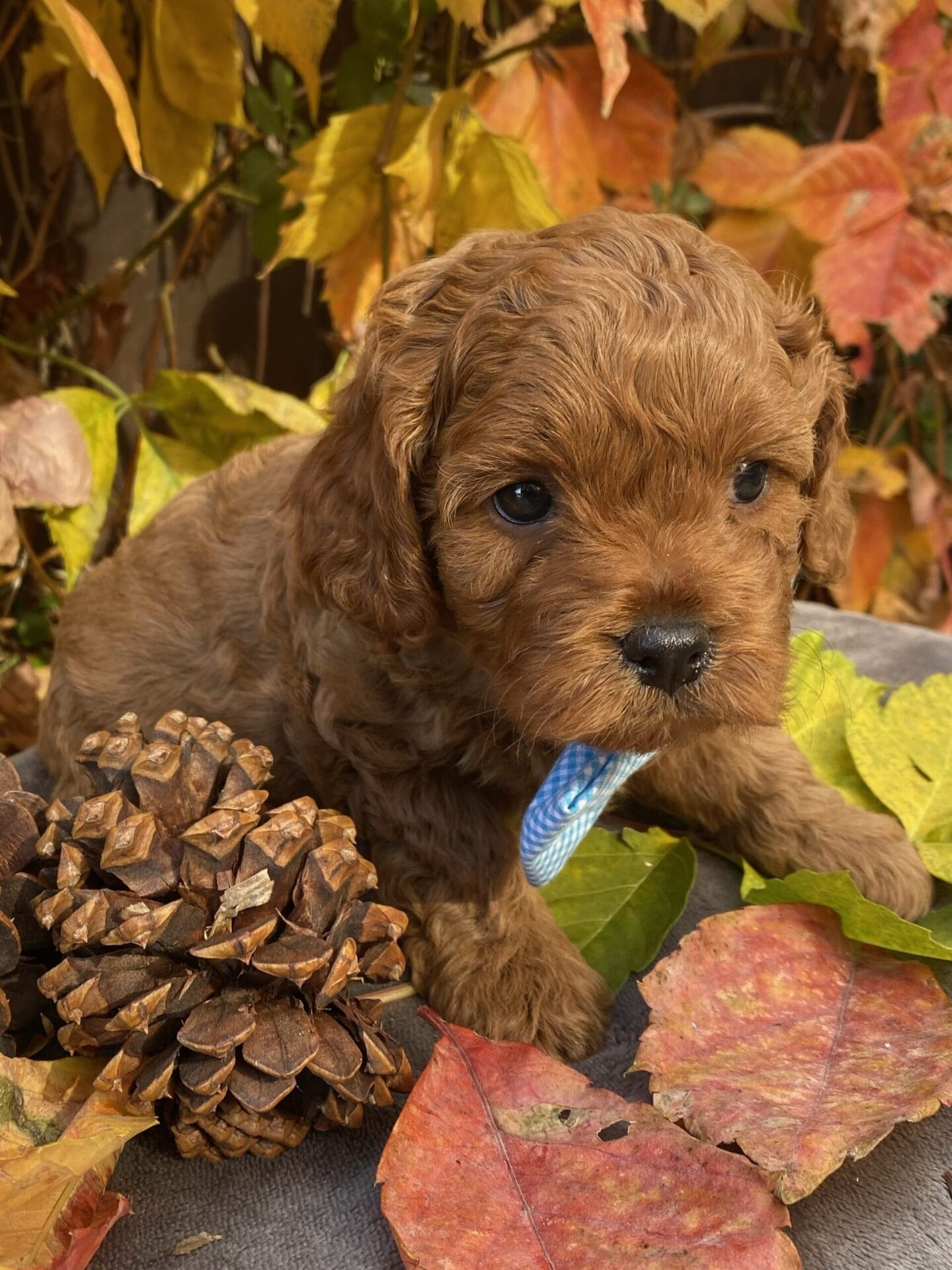 Hefty - Teacup Cavapoo Boy - 7-15lb Cavapoo puppies for sale