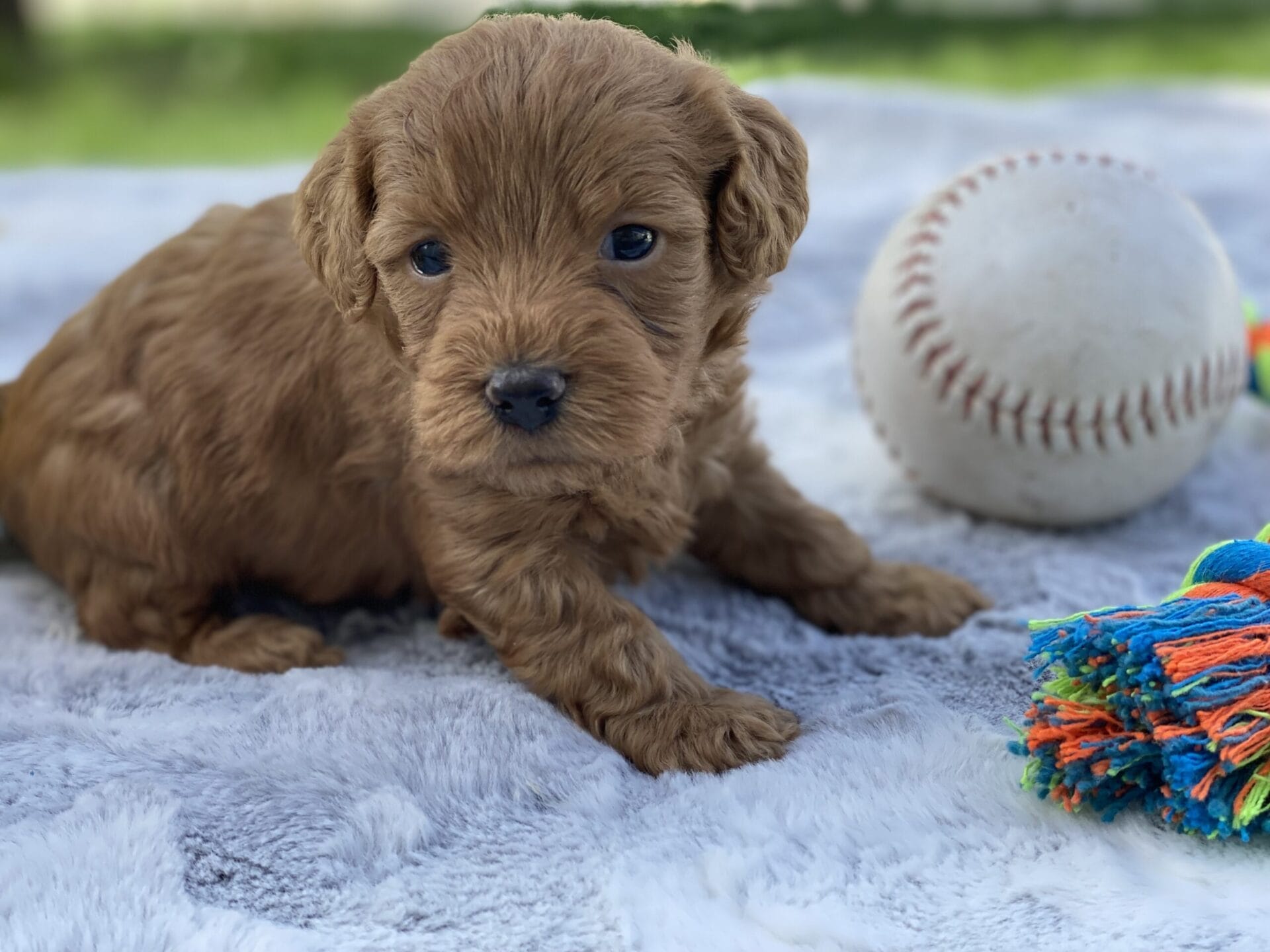 Cobalt - Micro Goldendoodle Boy - Teacup Goldendoodle for sale