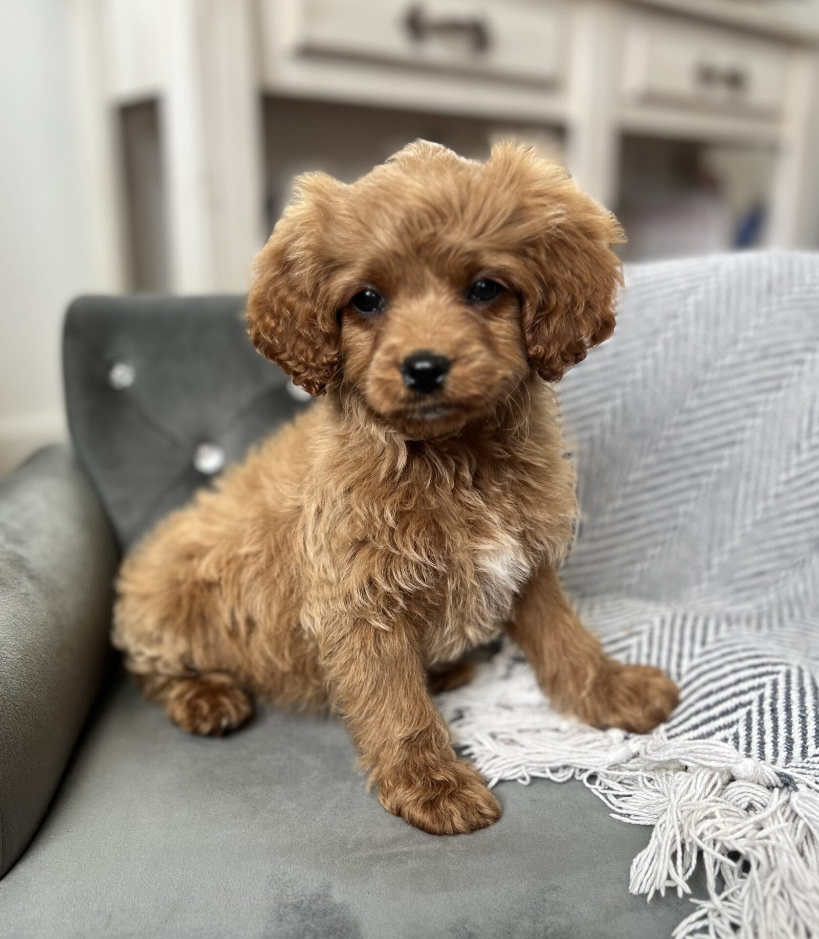 Sage - Teacup Cavapoo Girl - 7-15 lb Cavapoo puppies for sale