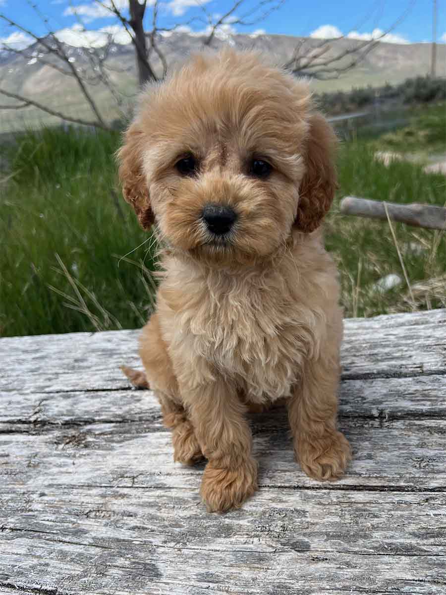 Lola - Teacup Cavapoo Girl - 7-15 lb Cavapoo puppies for sale