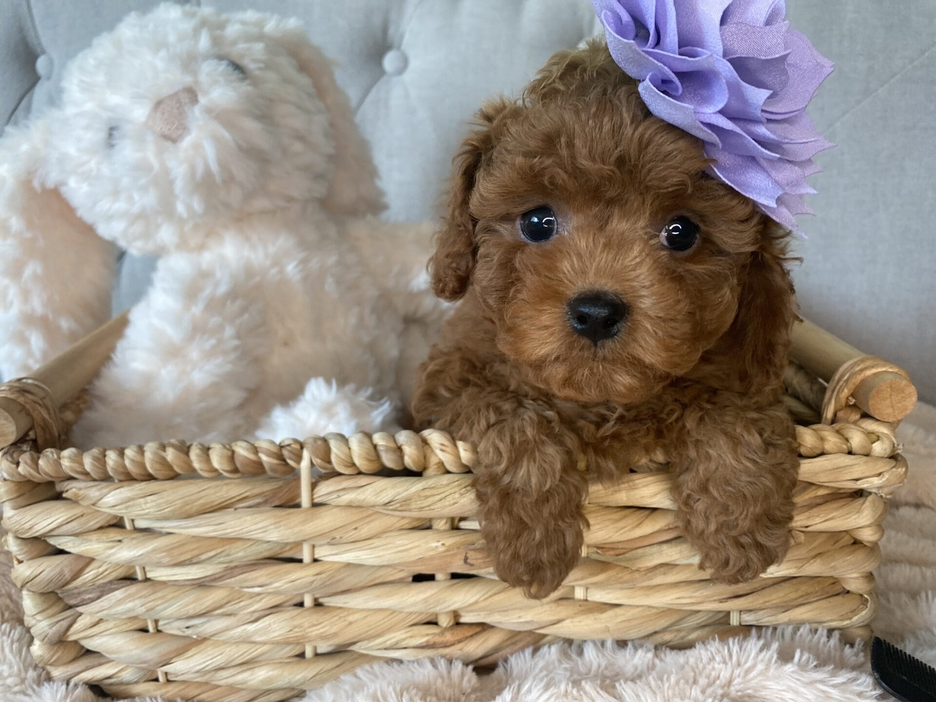 Summer - Micro Cavapoo Girl - 5-10 lb Cavapoo puppies for sale