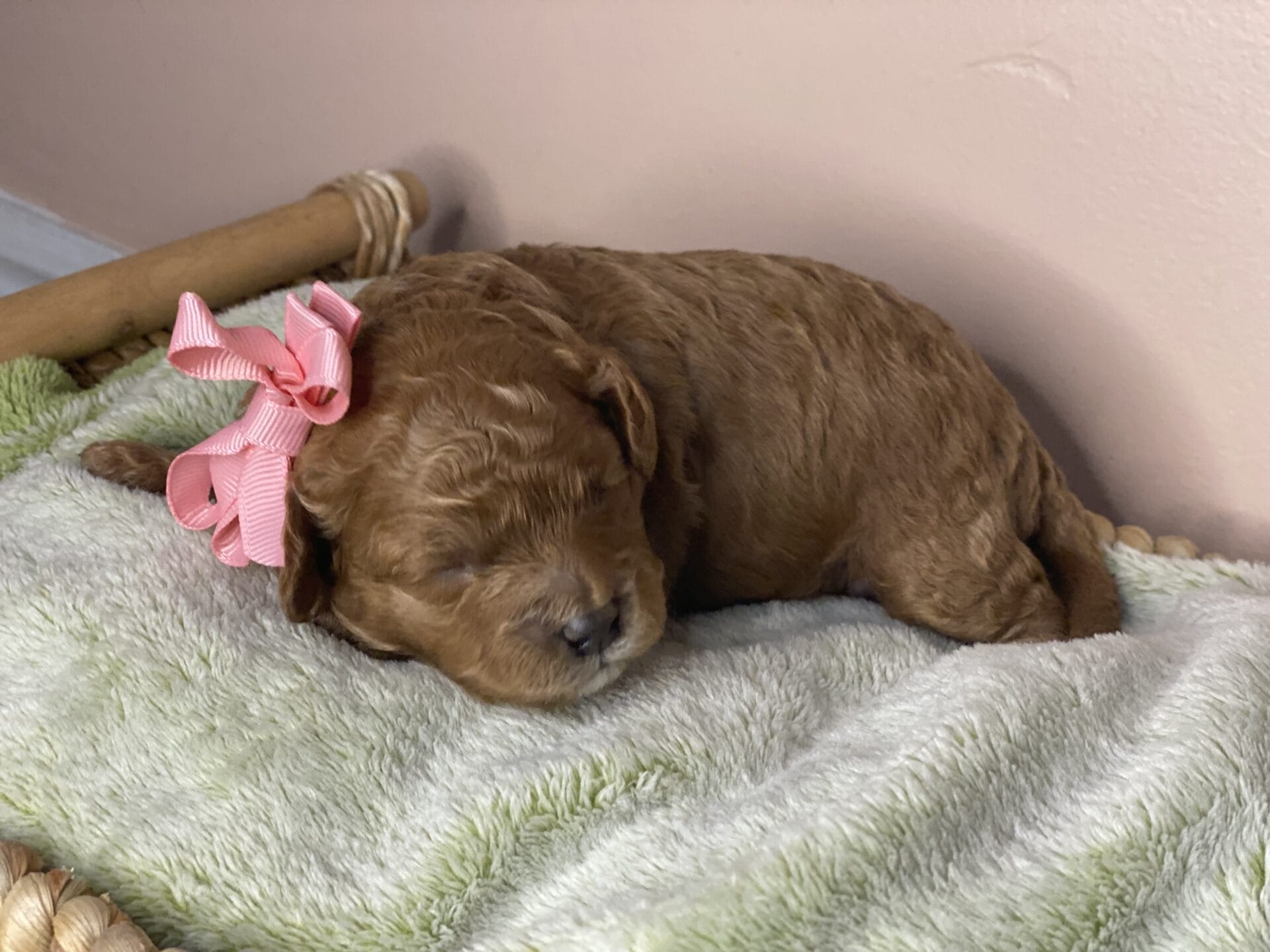 Daisy - Micro Cavapoo Girl - 5-10 lb Cavapoo puppies for sale