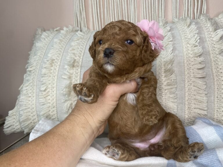 Daisy - Micro Cavapoo Girl - 5-10 lb Cavapoo puppies for sale