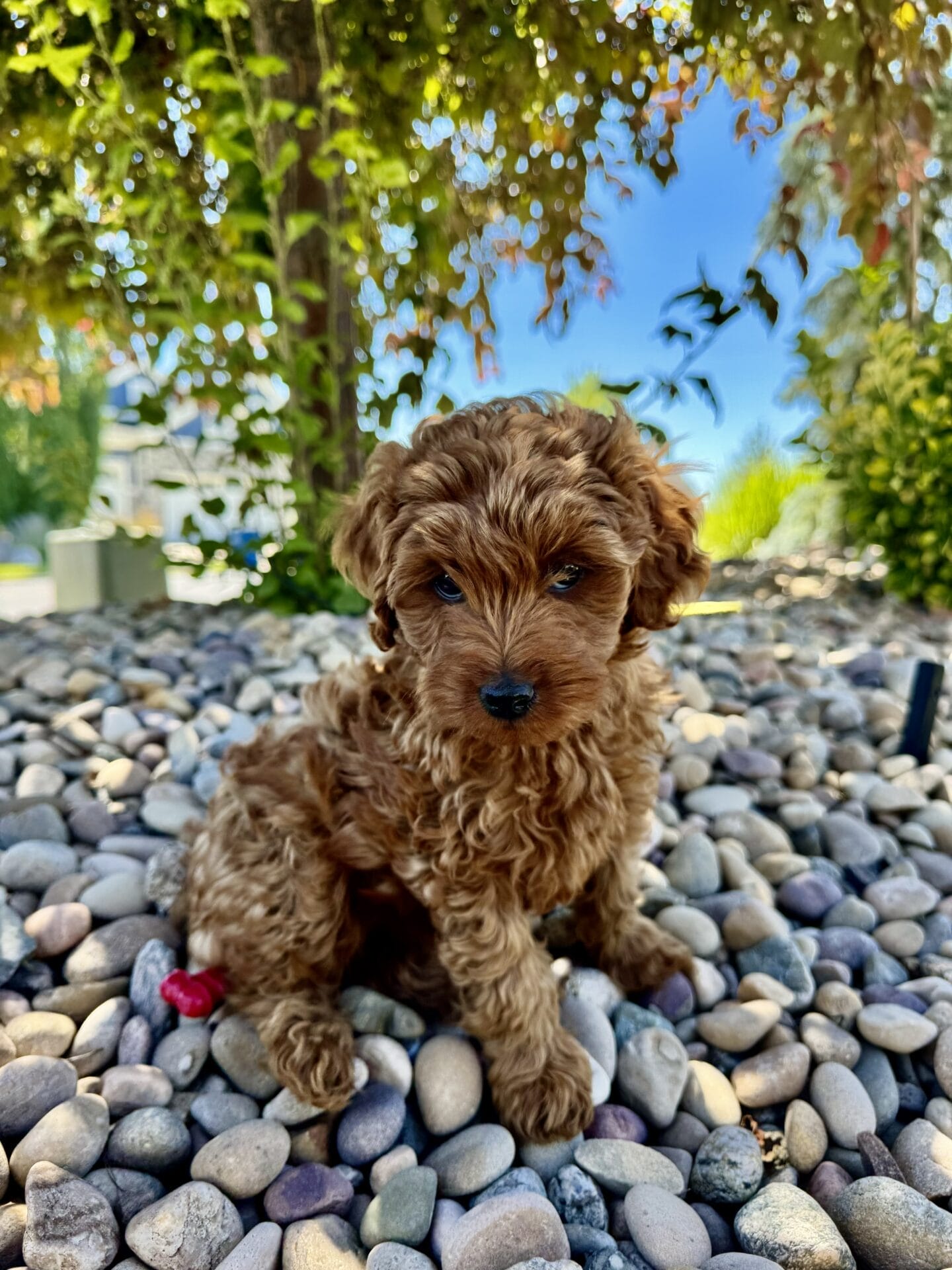 Laramie - Micro Goldendoodle Girl - Goldendoodle puppy for sale