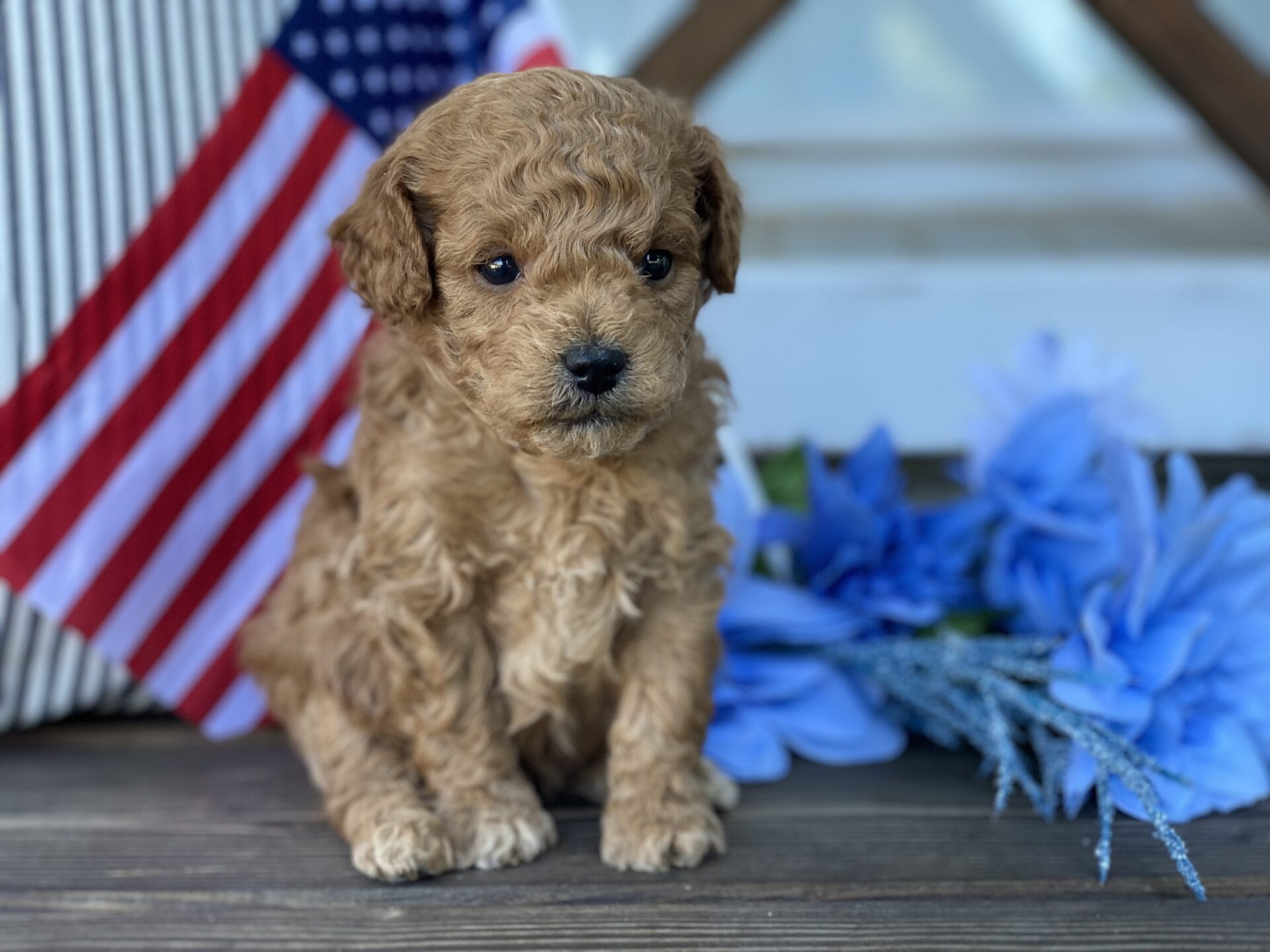 Nugget - Micro Goldendoodle Boy - Teacup Goldendoodle for sale