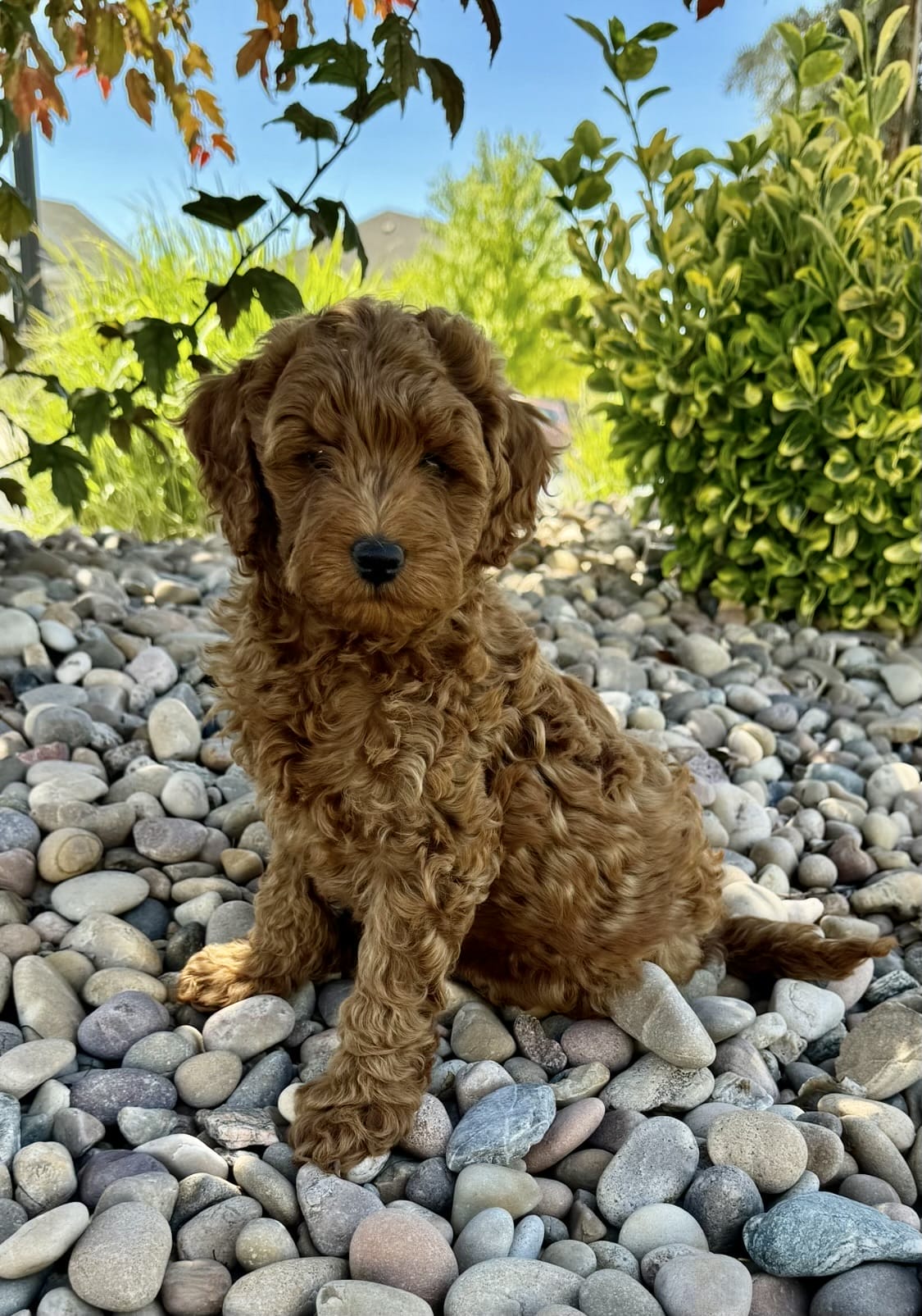 Summer - Teacup Goldendoodle Girl - Teacup Goldendoodle for sale
