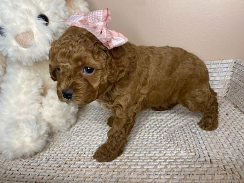 Daisy - Micro Cavapoo Girl - 5-10 lb Cavapoo puppies for sale