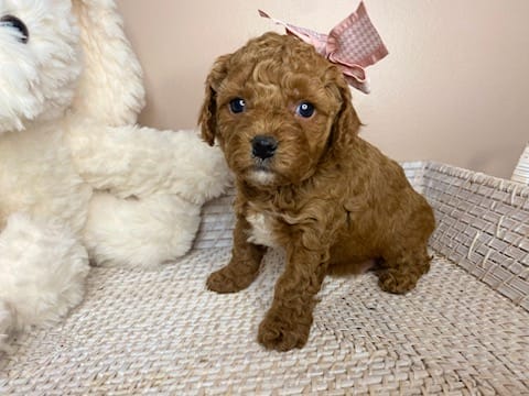 Daisy - Micro Cavapoo Girl - 5-10 lb Cavapoo puppies for sale
