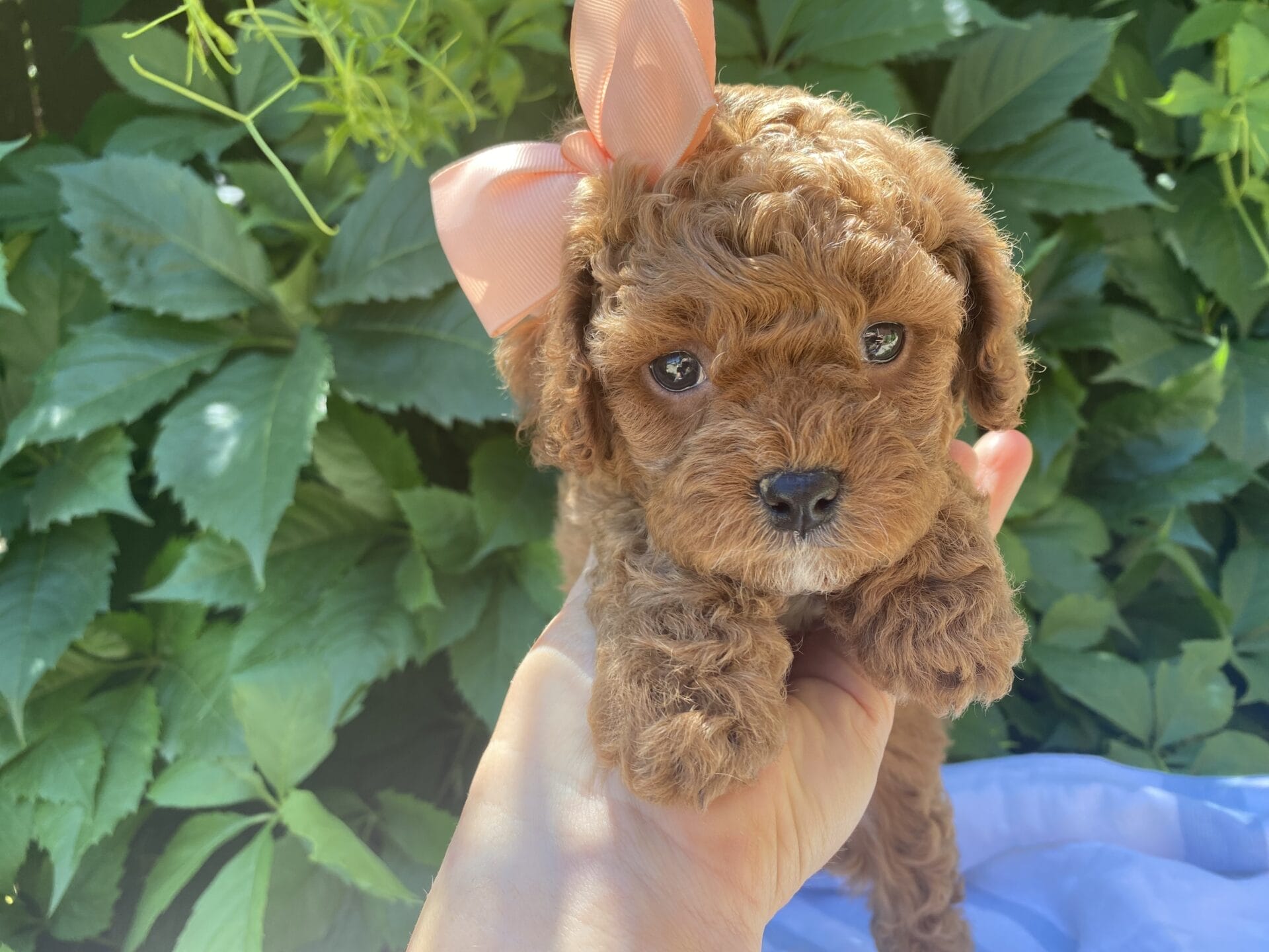 Daisy - Micro Cavapoo Girl - 5-10 lb Cavapoo puppies for sale