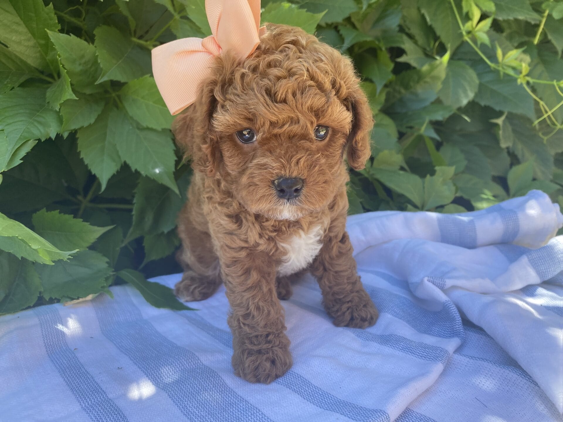 Daisy - Micro Cavapoo Girl - 5-10 lb Cavapoo puppies for sale