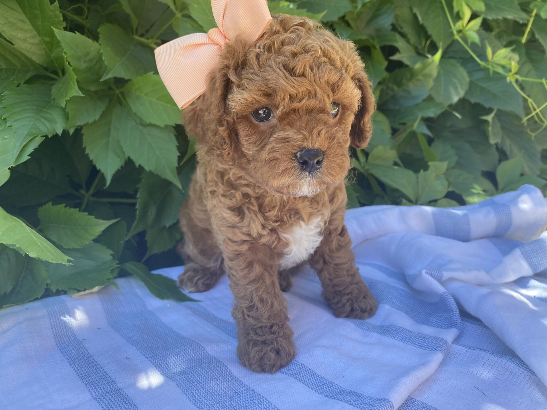 Daisy - Micro Cavapoo Girl - 5-10 lb Cavapoo puppies for sale