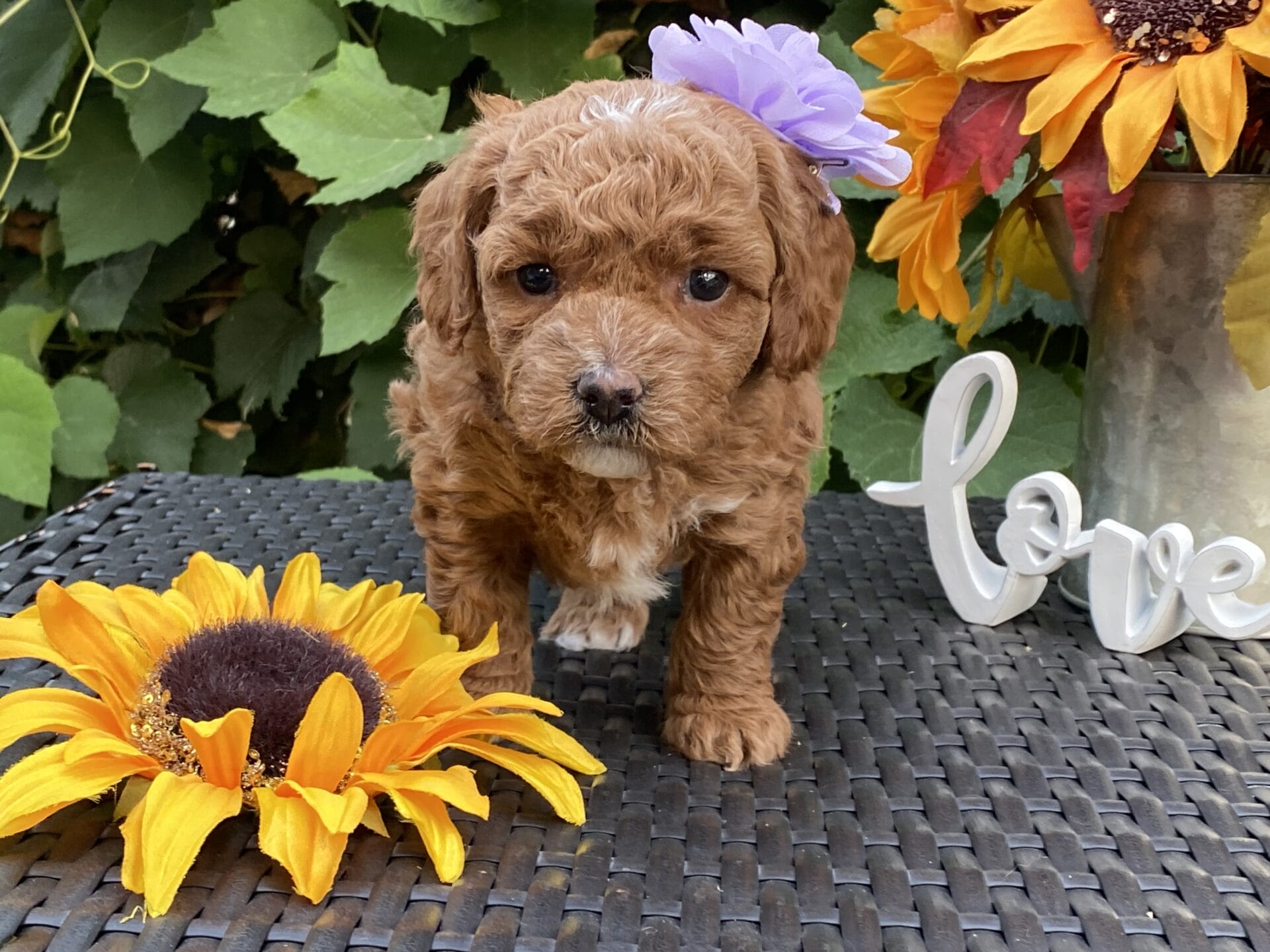 Lisa - Micro Goldendoodle Girl - Teacup Goldendoodle for sale