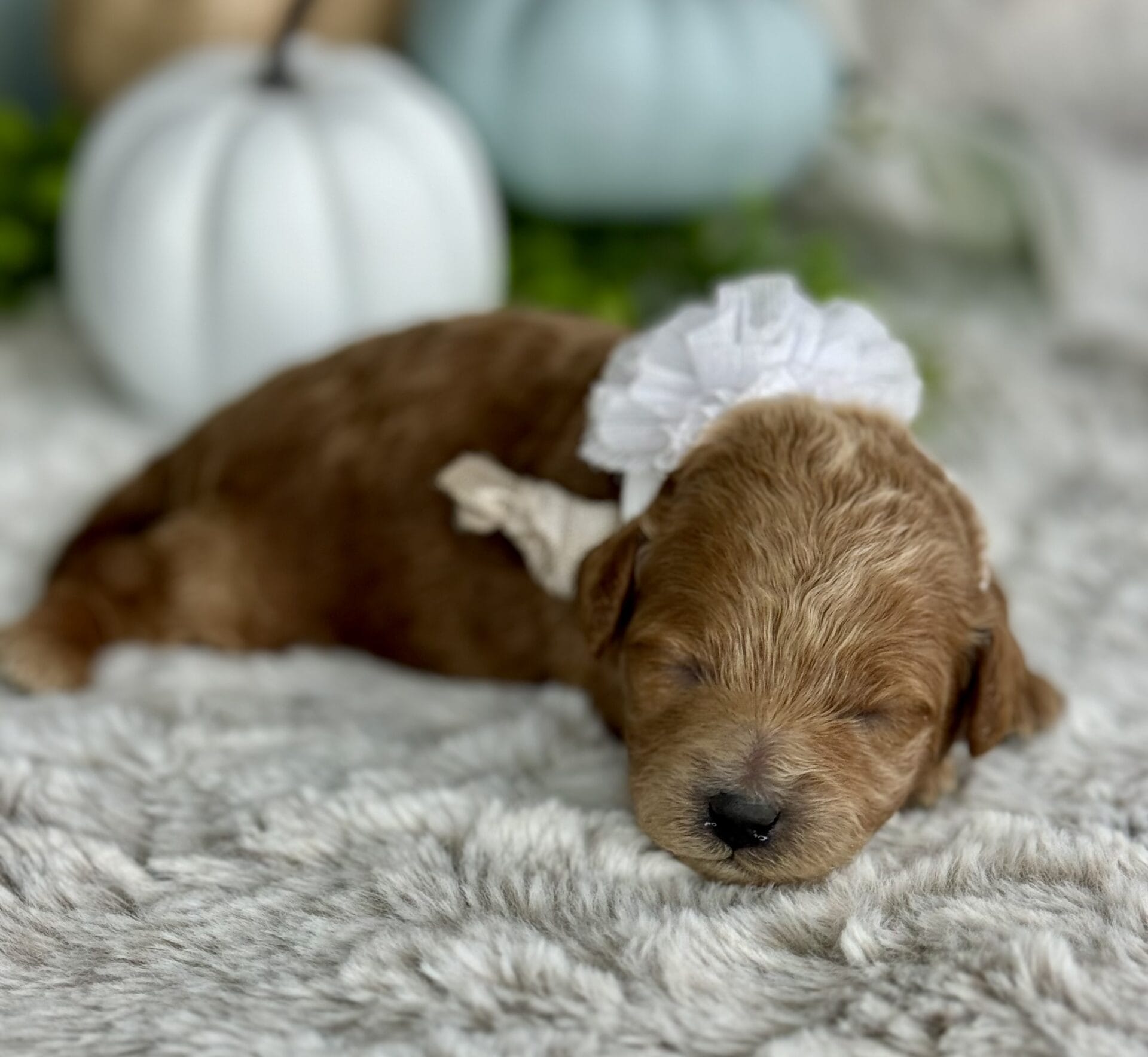 Vixen - Micro Goldendoodle Girl - Micro Goldendoodle puppies