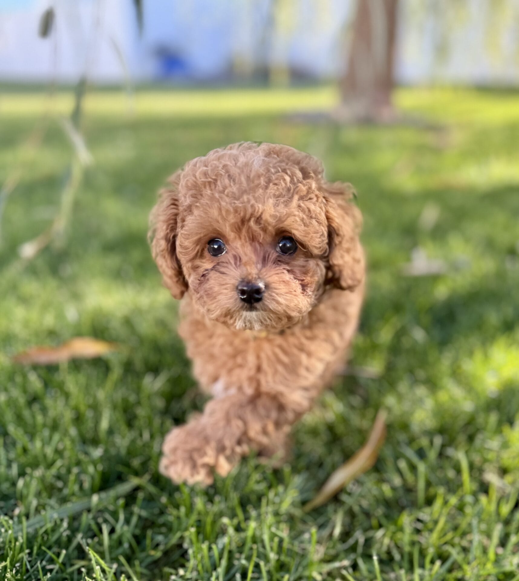 Butterscotch - Micro Goldendoodle Girl - Micro Goldendoodle puppies