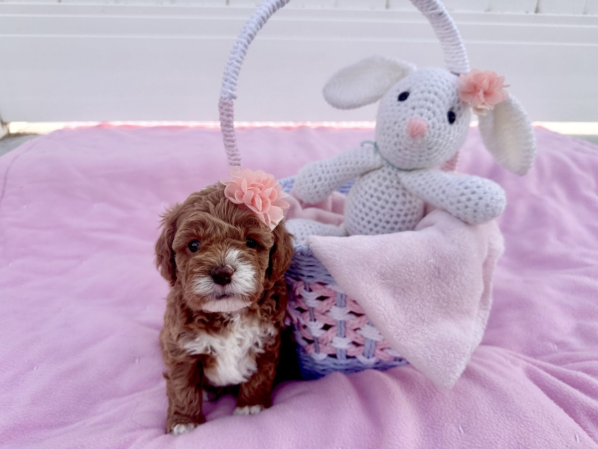 Peaches - F1B Toy Cavapoo Girl - Cavapoo puppies for sale