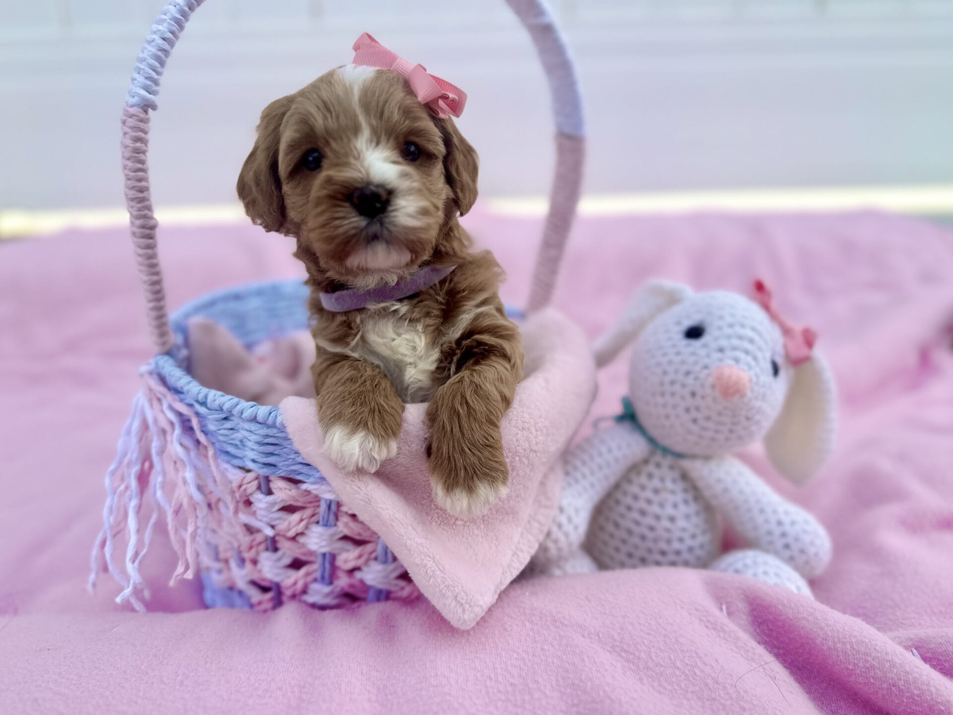 Shira - F1B Toy Cavapoo Girl - Cavapoo puppies for sale