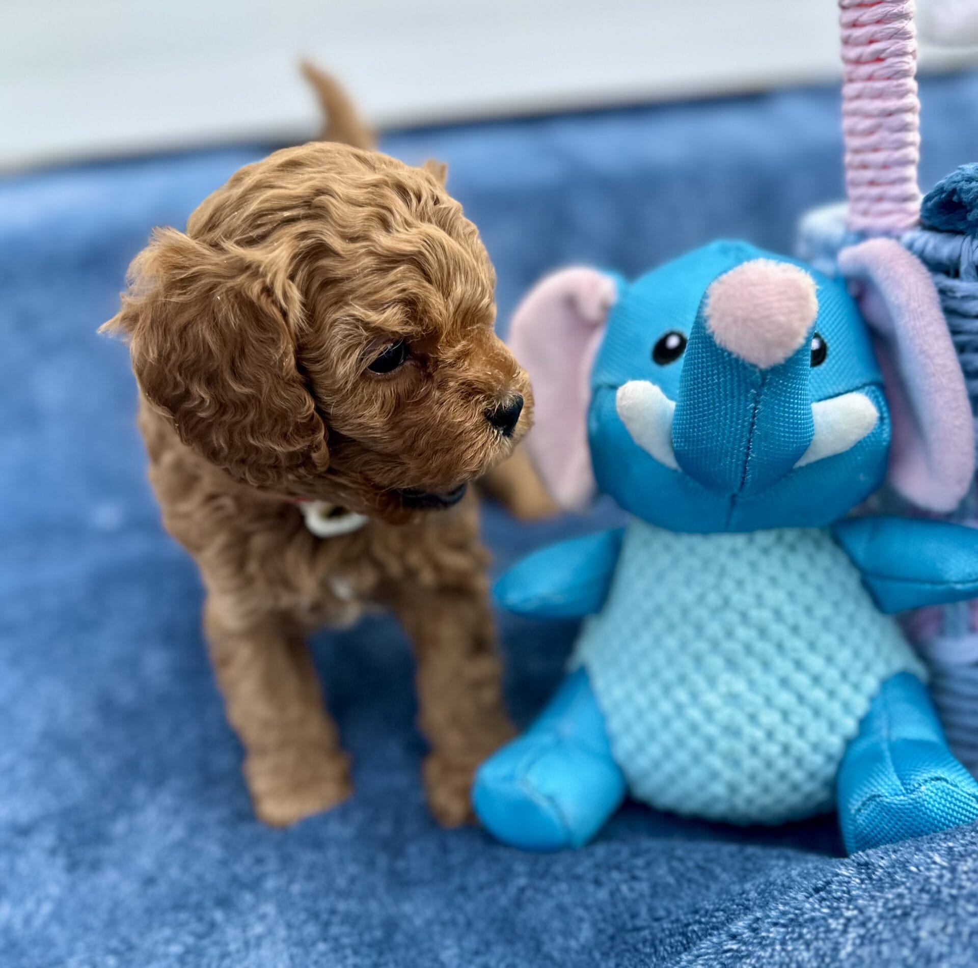 Sid - F1B Toy Cavapoo Boy - Cavapoo puppies for sale