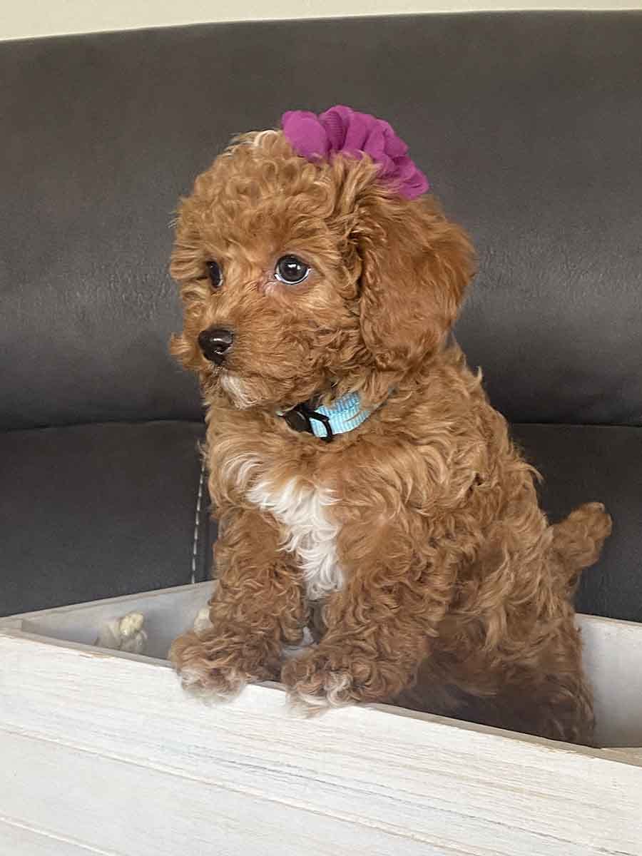 Button - Micro Goldendoodle Girl - Micro Goldendoodle for sale
