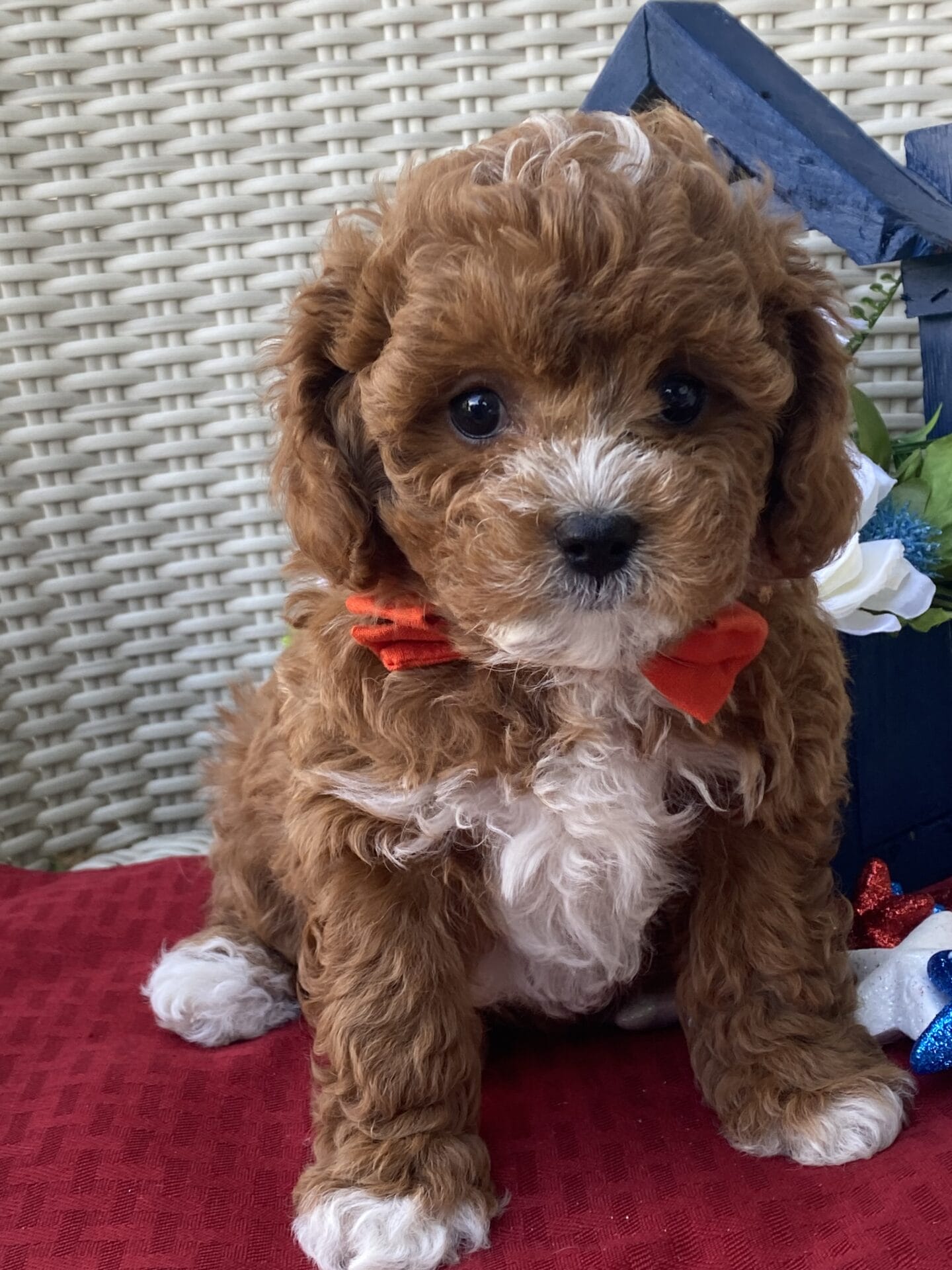 Napoleon - Micro Cavapoo Boy - 5-10 lb Cavapoo puppies for sale