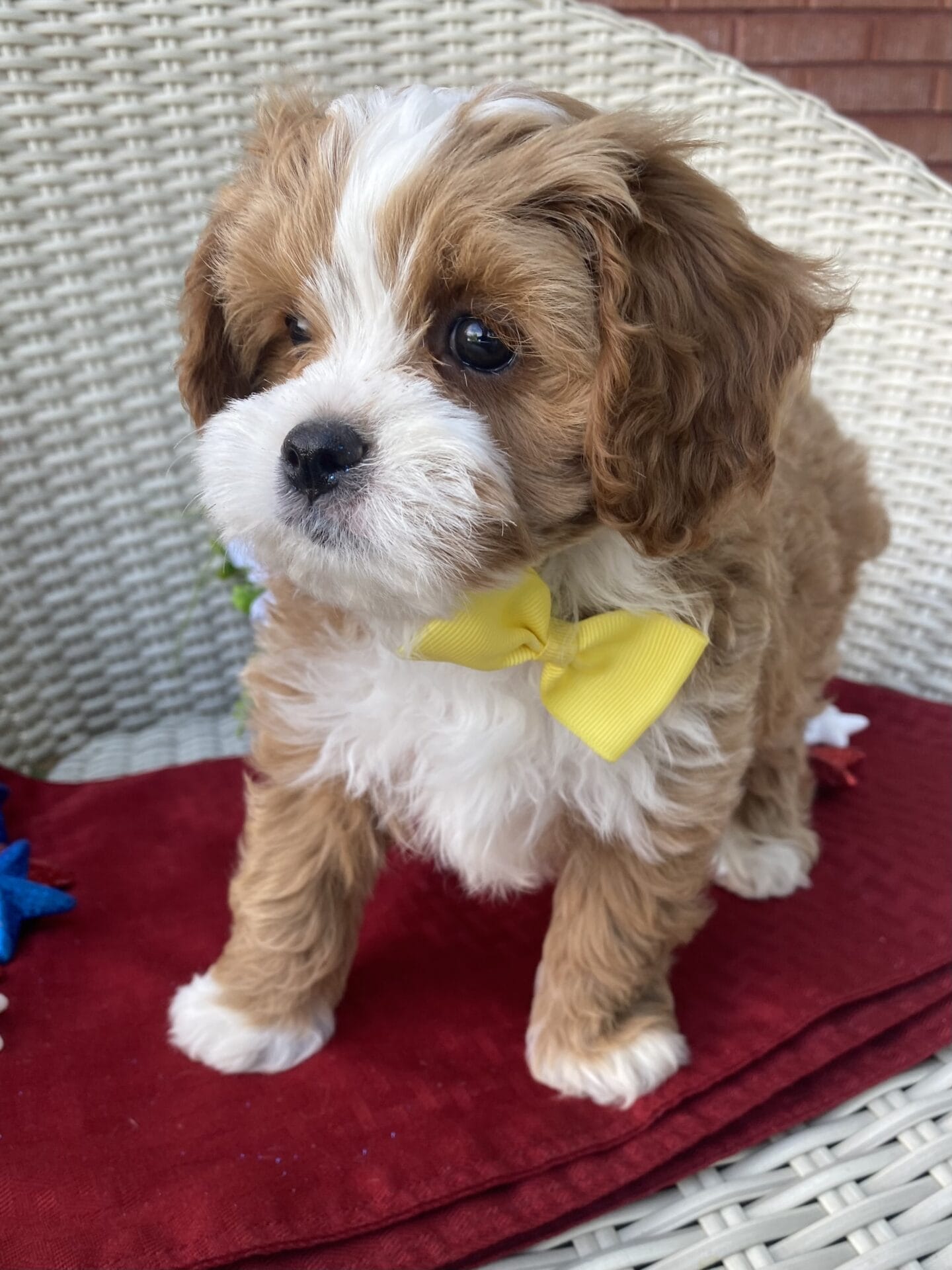 Roady - Micro Cavapoo Boy - 5-10 lb Cavapoo puppies for sale