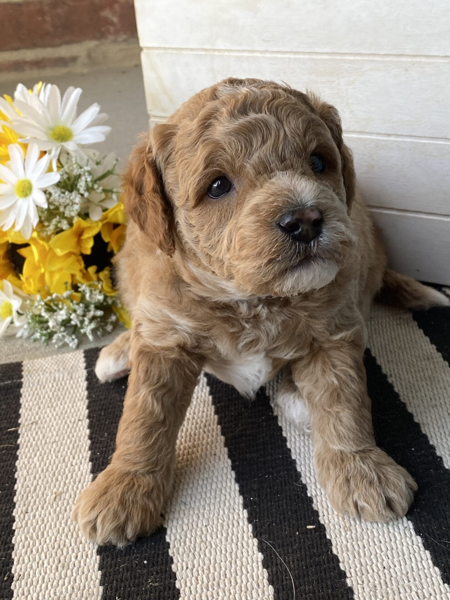 Boston - Teacup Goldendoodle Boy - Teacup Goldendoodle for sale